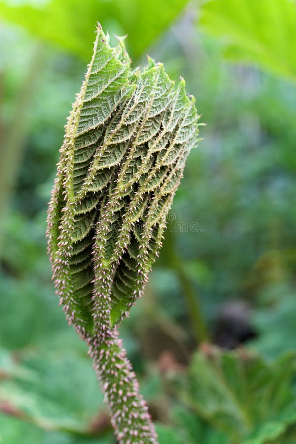 Brazilian Giant Rhubarb Leaf Opening in Springtime in Cornwall Stock ...
