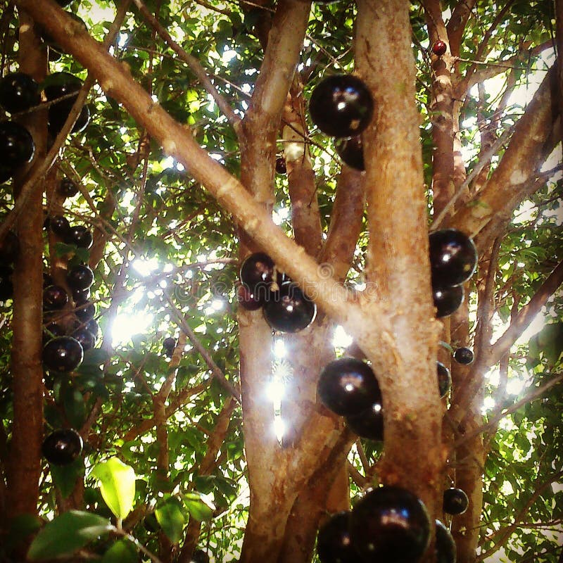 Brazilian Grape Tree, Jaboticaba, Jabotica, Jabuticabeira, Guaperu ...