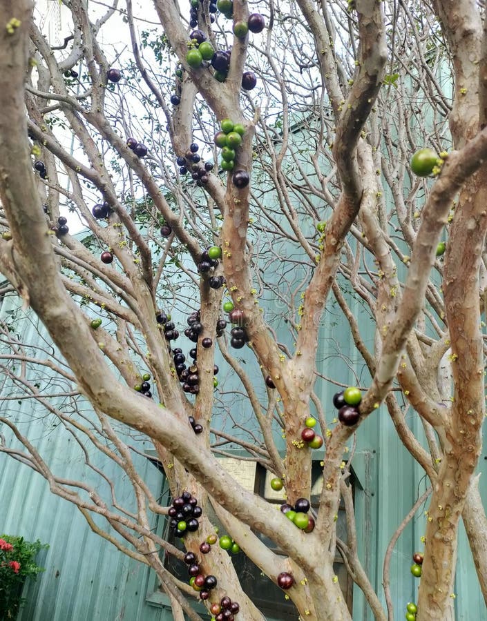 Brazilian Grape Tree, Jaboticaba, Jabotica, Jabuticabeira, Guaperu ...