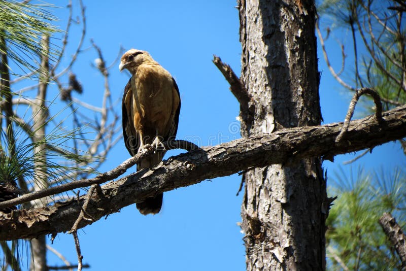 Brazilian hawk stock image. Image of gray, snail, nature - 59195169