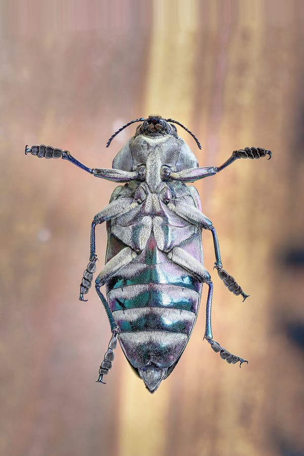 Brazilian Insect stock photo. Image of exotic, isolated - 242087002