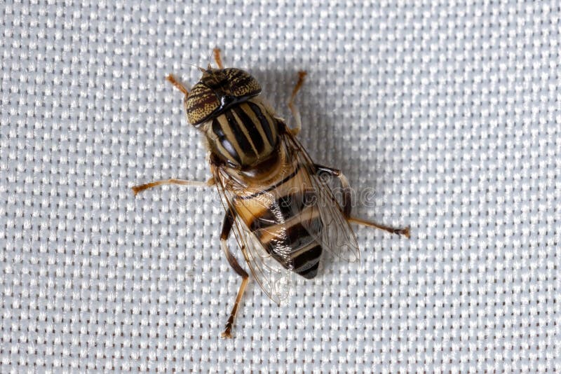 Brazilian Lagoon Fly stock photo. Image of insects, detail - 198978470
