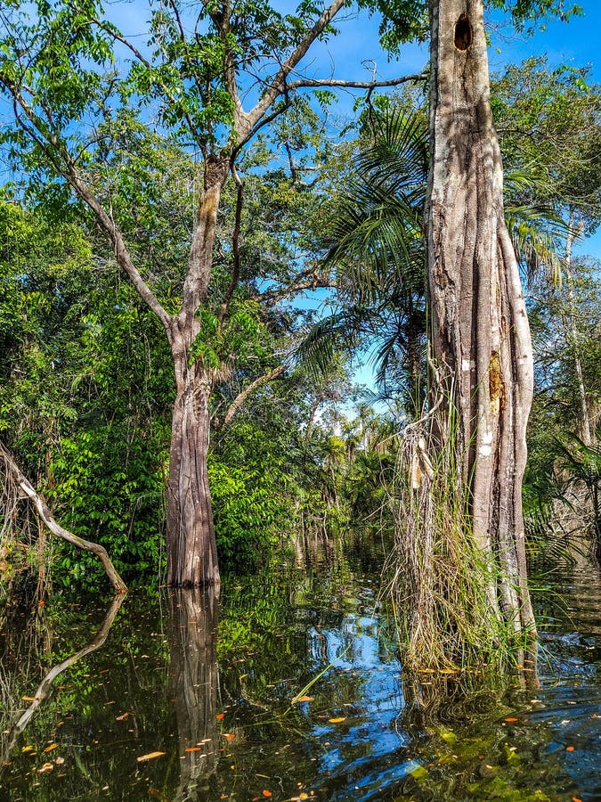 Brazilian Landscape in of the Amazon Forest Stock Image - Image of ...