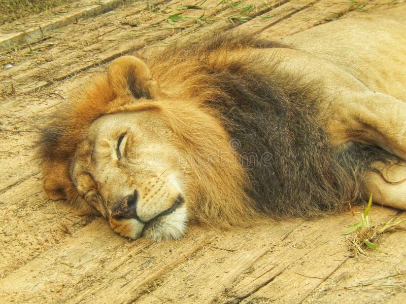 Brazilian Lion Resting At Zoo Cage Stock Image - Image of africa ...