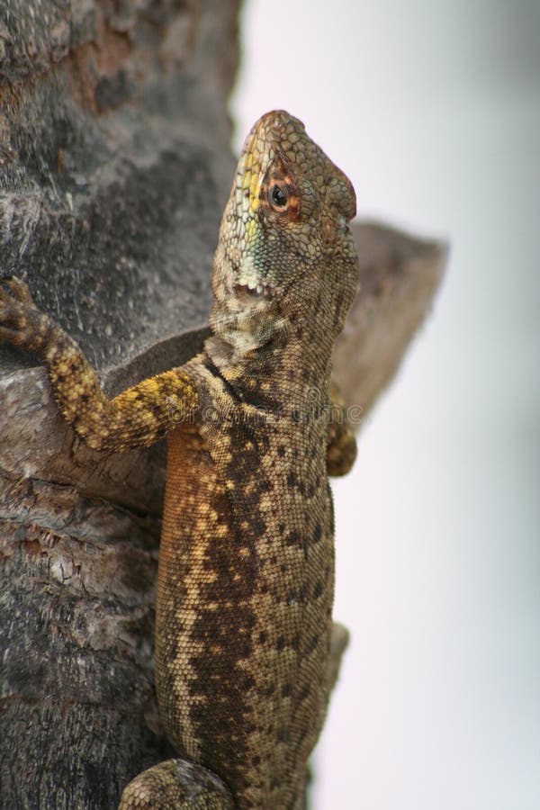 Brazilian Lizard stock image. Image of argentina, expression - 9287909