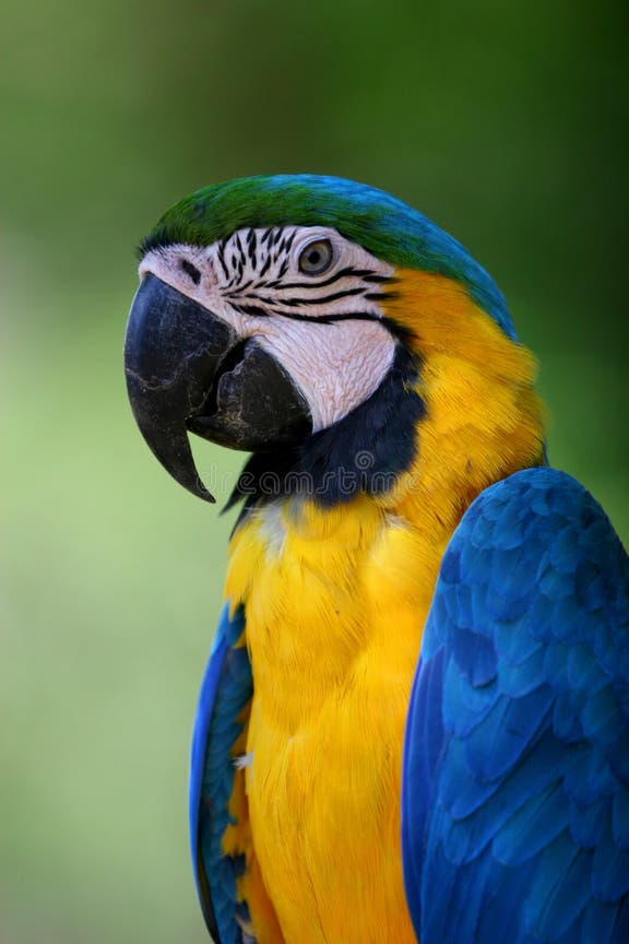 693 Beautiful Brazilian Macaw Stock Photos - Free & Royalty-Free Stock ...