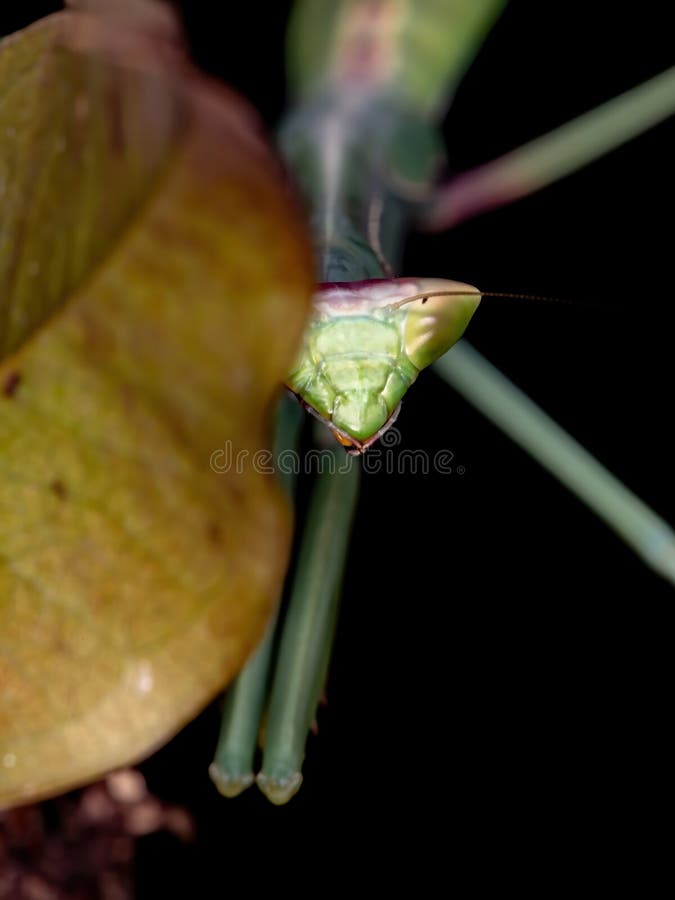 Brazilian Mantid stock photo. Image of arthropod, extant - 196054070