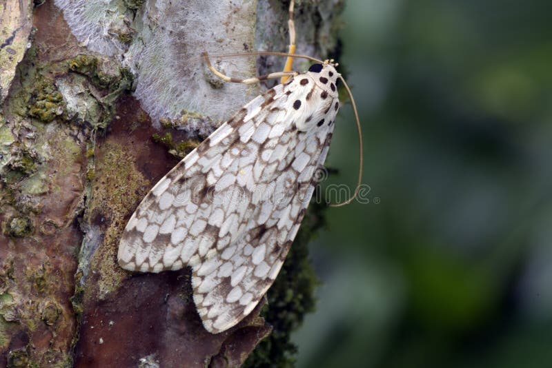 Brazilian Moth Sighted in Remnant of Atlantic Rainforest Stock Photo ...