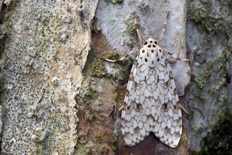 Brazilian Moth Sighted in Remnant of Atlantic Rainforest Stock Photo ...