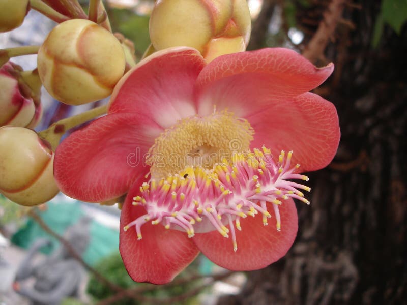 Brazilian nut flower stock image. Image of flora, colours - 24137701