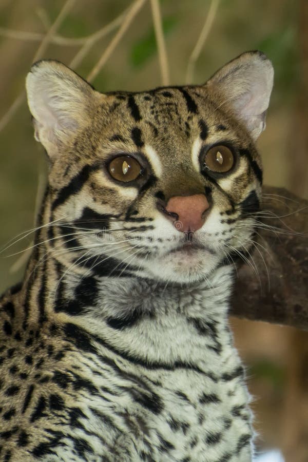 Close Up Ocelot Big Cat Costa Rica Stock Photo - Image of jungle ...