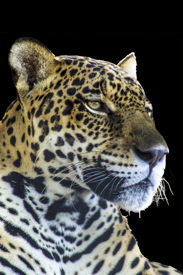 Brazilian Onca Panthera Onca with Black Background Stock Photo - Image ...