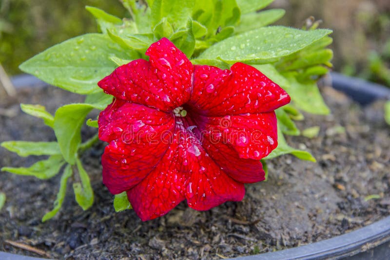 Beautiful Red Plant with Red Flowers Stock Image - Image of lake ...