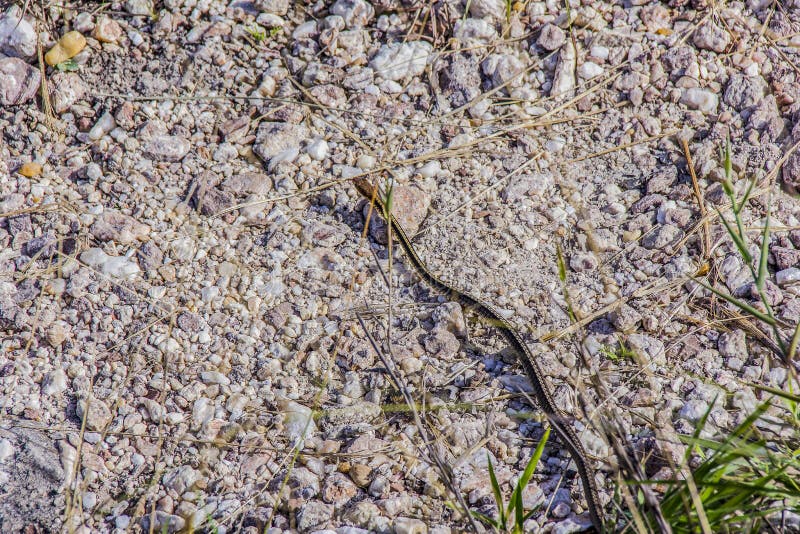 Brazilian outdoor snakes stock image. Image of isolated - 128973621