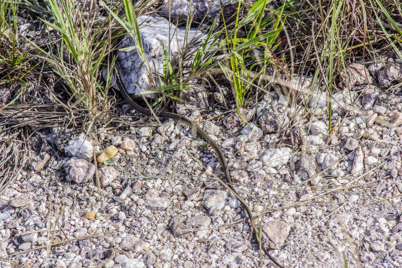 Brazilian outdoor snakes stock image. Image of dangerous - 128973713