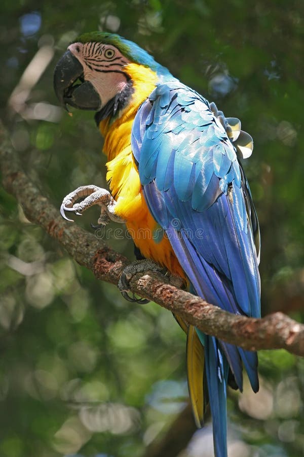 Brazilian parrot stock photo. Image of wild, animal, kruger - 6091486