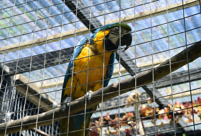 Brazilian parrot stock photo. Image of brasil, green, yellow - 2319538