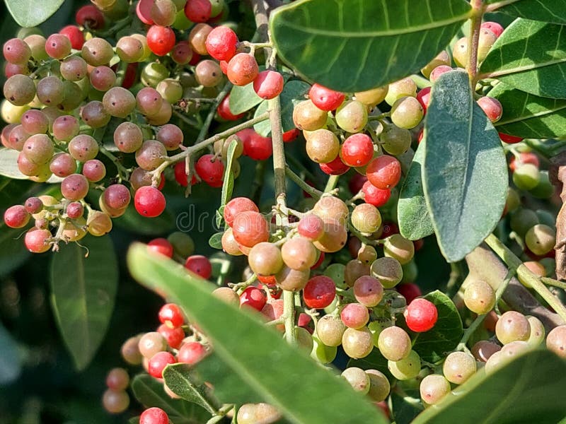 Brazilian Pepper Berry& X27;s Fruit Stock Image - Image of pink, tree ...