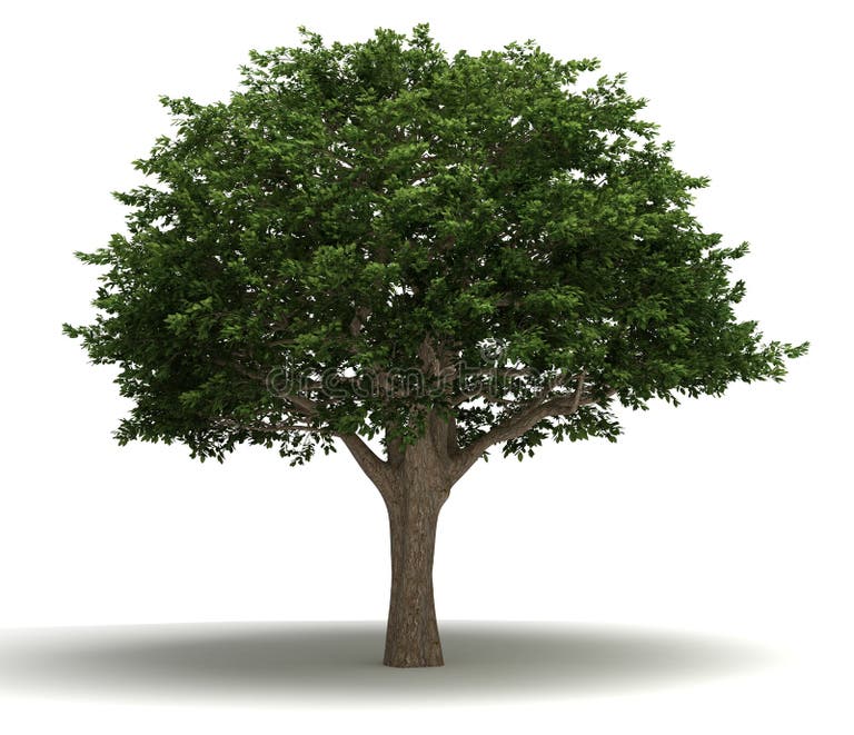 Brazilian Pepper Tree stock illustration. Illustration of bright - 37353266