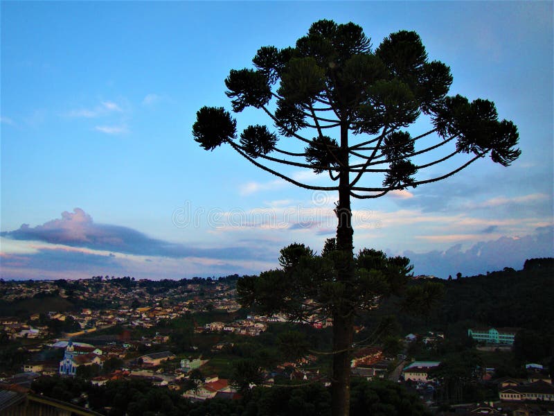 Brazilian Pine Tree Over the City Stock Image - Image of city, towering ...