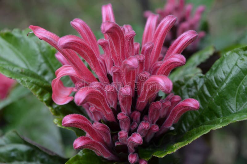 Brazilian Plume Flower stock image. Image of flower, bloom - 68232961