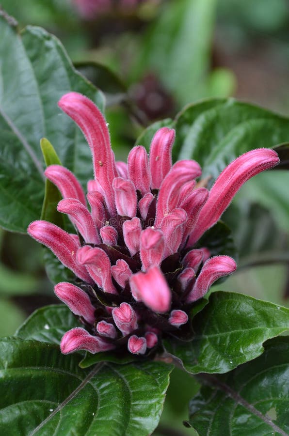 Brazilian Plume Flower stock photo. Image of nature, plume - 68232984