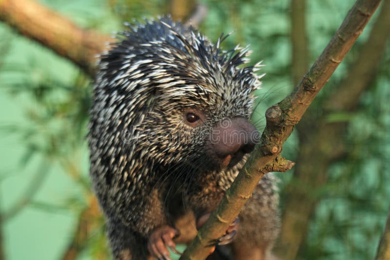 Brazilian porcupine stock photo. Image of brazil, tailed - 27859636