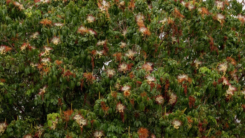 Brazilian Provision Tree stock photo. Image of leaf - 218809576