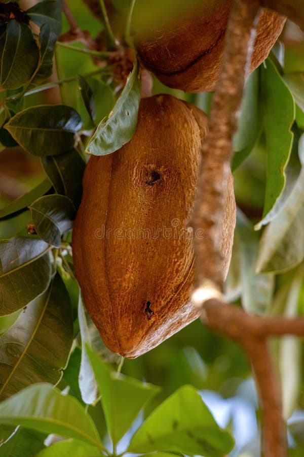 Brazilian Provision Tree stock photo. Image of dicots - 218809578