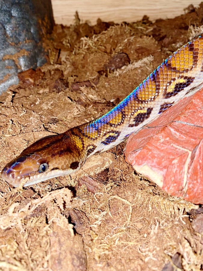 Brazilian Rainbow Boa stock photo. Image of reptile - 228291584