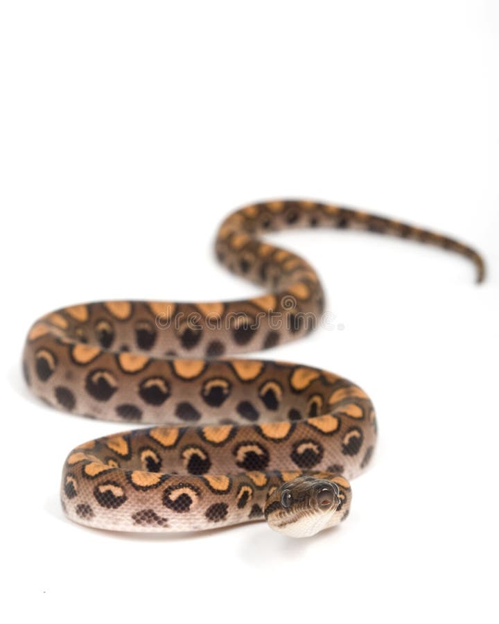 Garden Boa, Ecuador stock photo. Image of reptile, garden - 163684