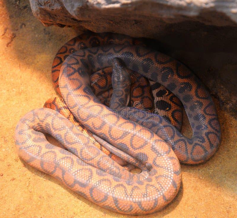 Brazilian rainbow boa stock photo. Image of eyes, natural - 53812006