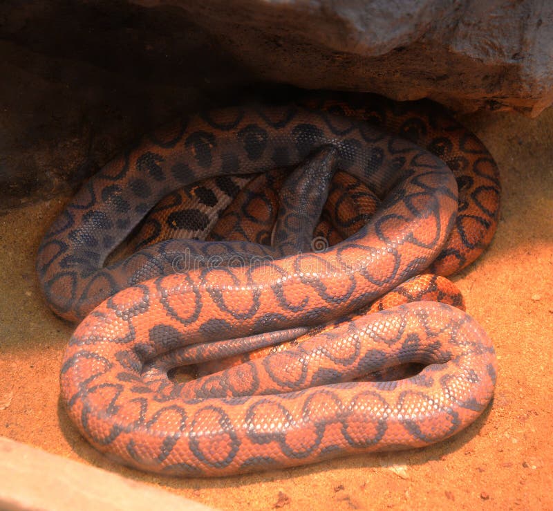 Brazilian rainbow boa stock photo. Image of forest, cenchria - 53812242