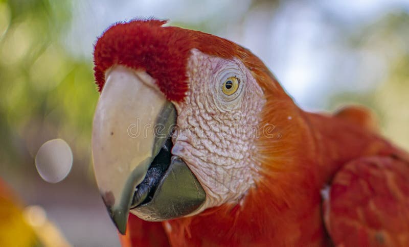 Brazilian Red Macaw stock photo. Image of flower, chicken - 259689770