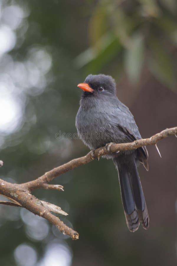 Brazilian Savannah Bird this Bird is Very Common in Brazilian Savannah ...
