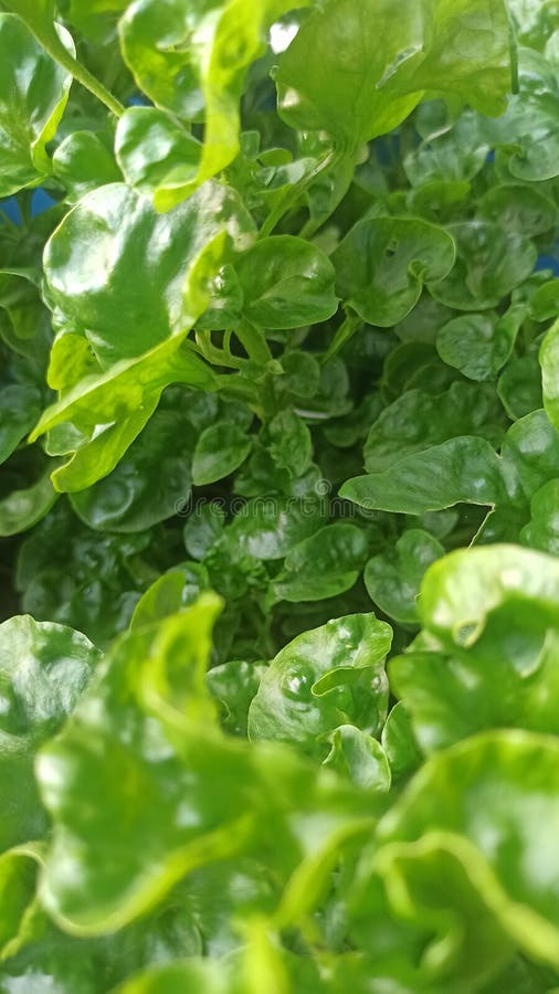 Brazilian Spinach Leaves are Ready To Be Harvested Stock Photo - Image ...