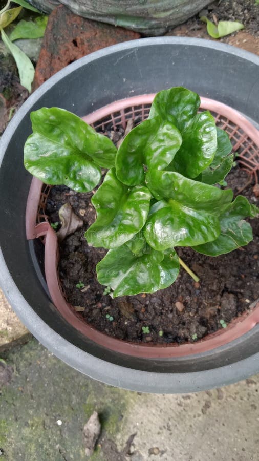Brazilian spinach in pot stock image. Image of plant - 305547339