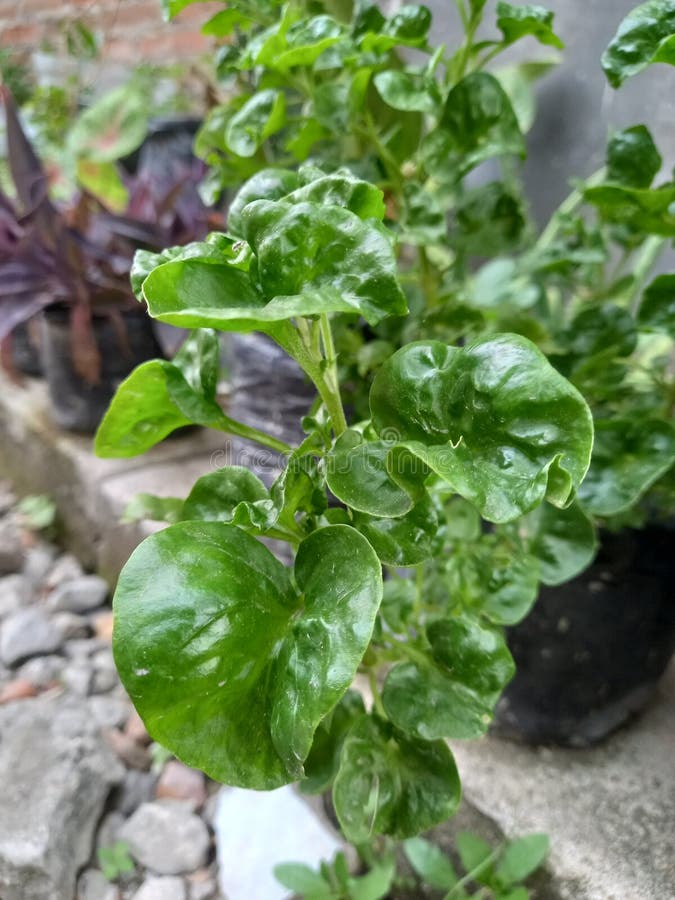 Brazilian Spinach Cultivation in Hydroponic System Stock Image - Image ...