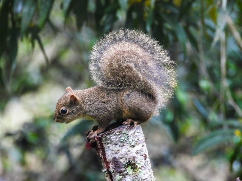 Brazilian Squirrel (Guerlinguetus Ingrami) Stock Image - Image of ...