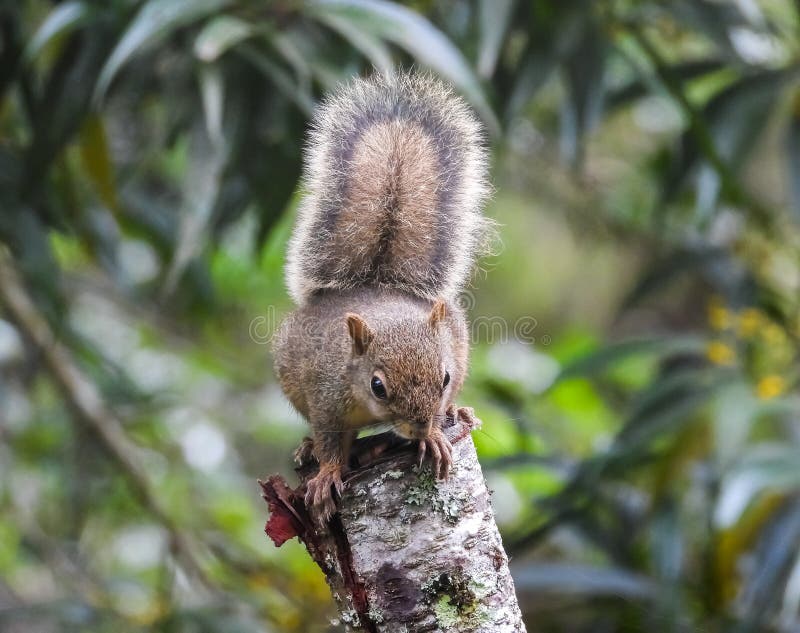 Brazilian Squirrel (Guerlinguetus Ingrami) Stock Photo - Image of brown ...