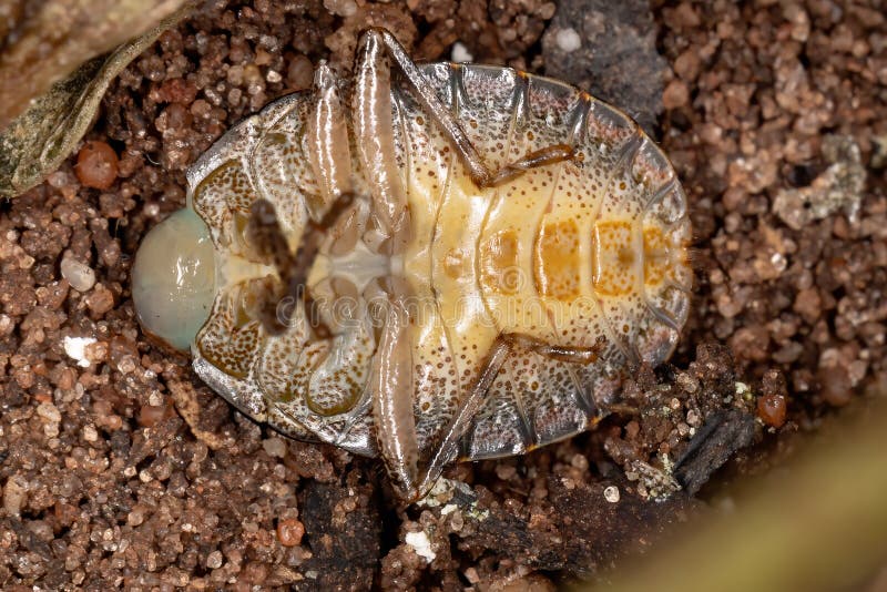 Brazilian Stink Bug stock photo. Image of detail, isolated - 195541794