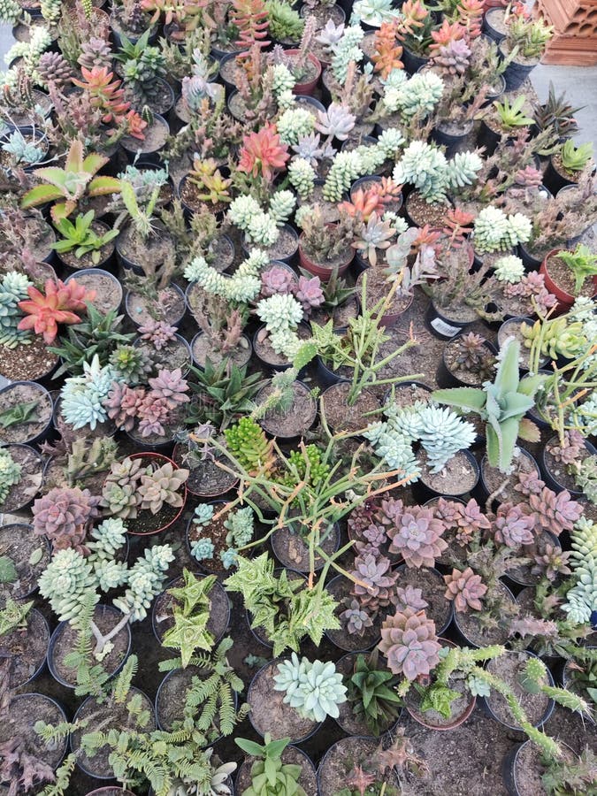 Brazilian Succulent Plants from the Green Forest Stock Image - Image of ...