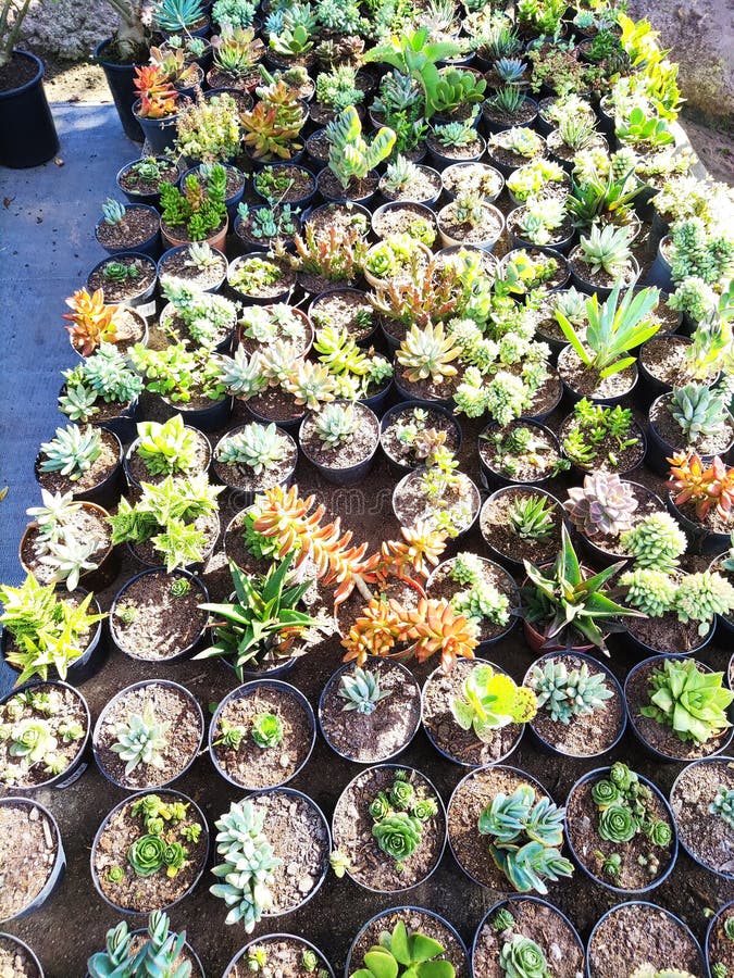 Brazilian Succulent Plants from the Green Forest Stock Photo - Image of ...