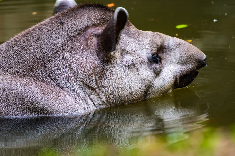 Brazilian Tapir With A Big Smile Stock Photo - Image of snout, animal ...