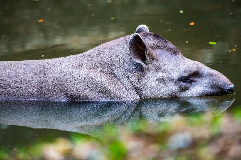 Brazilian Tapir in the Water Stock Image - Image of grey, nature: 156769775