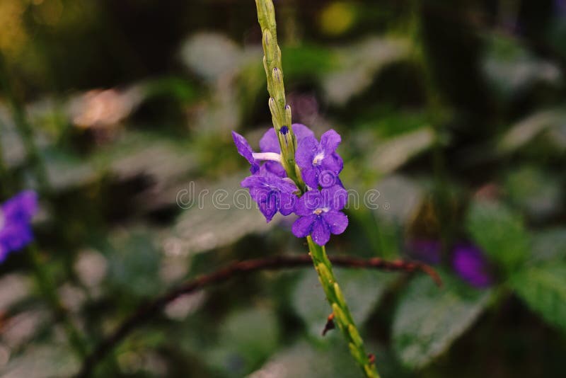 Brazilian Tea flowers stock photo. Image of grass, snakeweed - 81273288