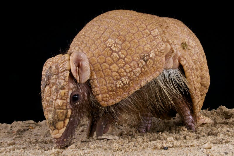 Brazilian Three-banded Armadillo Stock Photo - Image of ants, armored ...