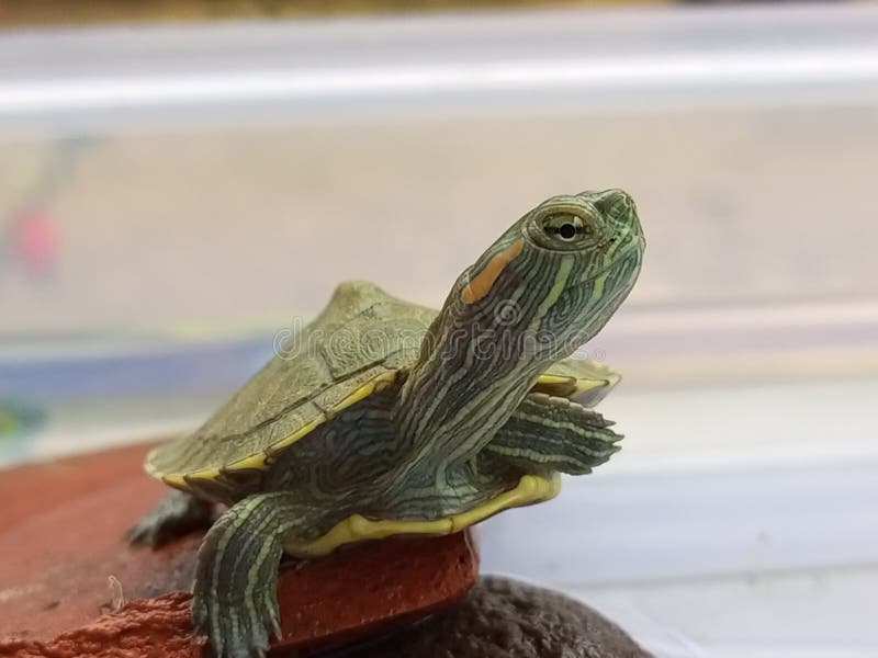 Brazilian Tortoise / Red-ear Slider / Trachemys Scripta Elegans Stock ...