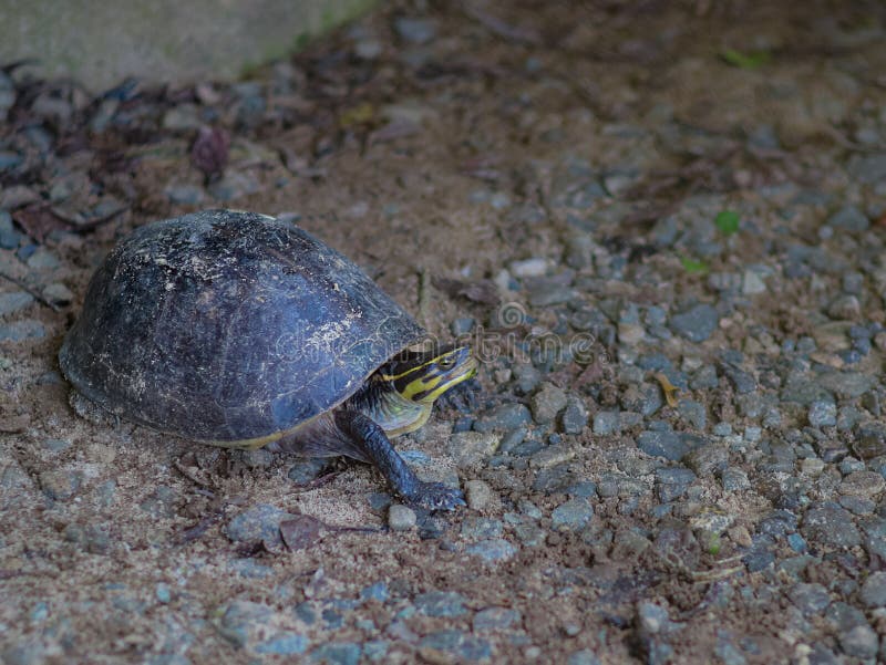The Brazilian Turtle is Also Known As the Red-ear Slider Stock Photo ...