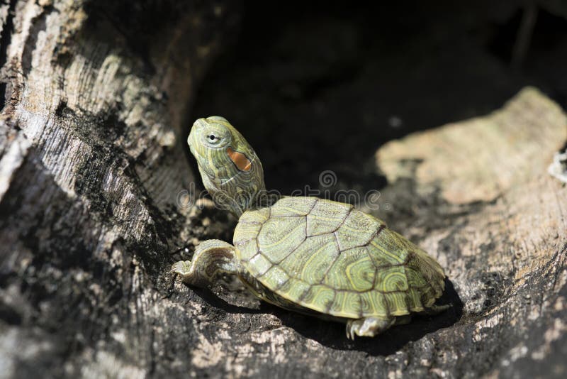 The Brazilian turtle stock image. Image of turtle, fauna - 78461003